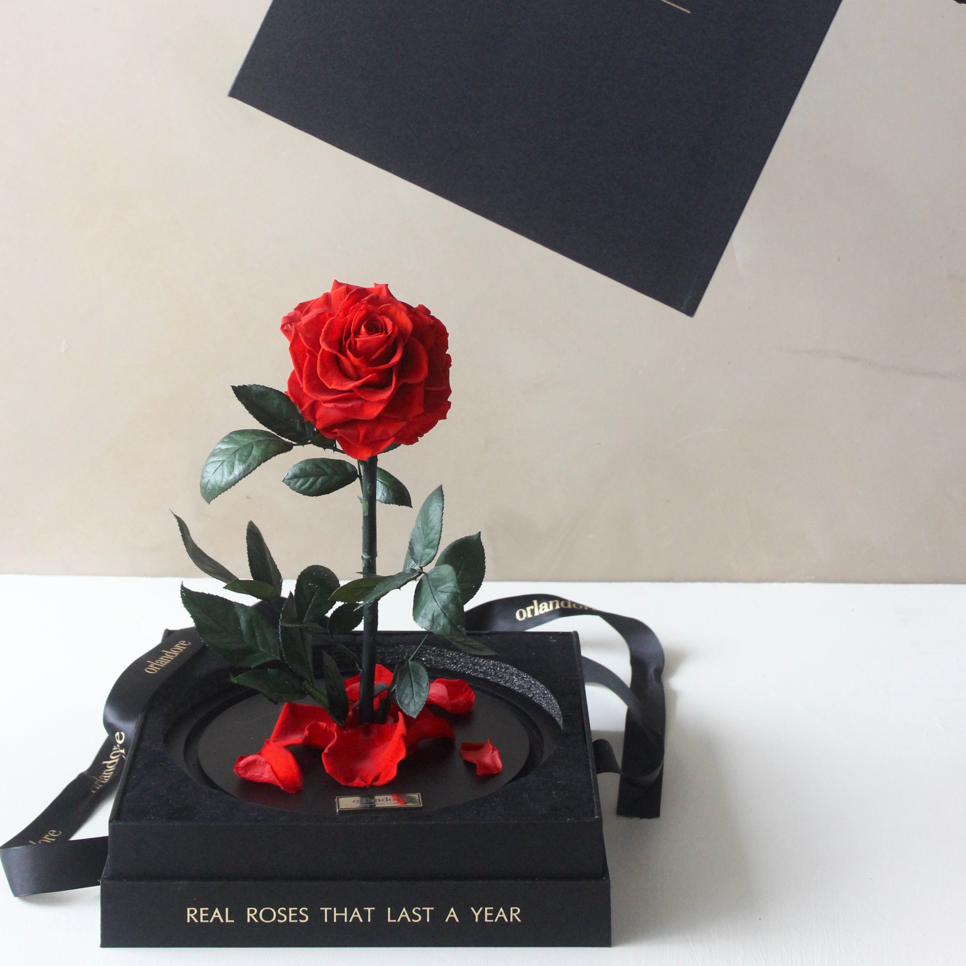 Everlasting rose boxes – Orlandore Everlasting Roses